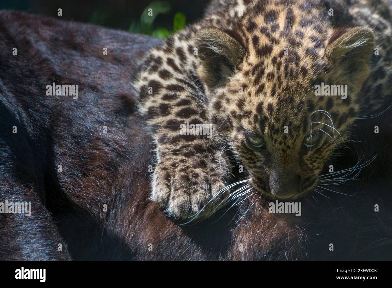 Black panther / melanistic Leopard (Panthera pardus) female with normal ...