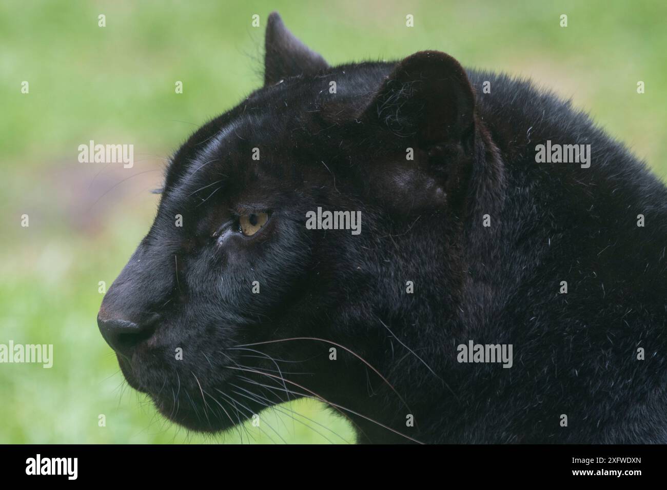 Black panther / melanistic Leopard (Panthera pardus) portrait, captive ...