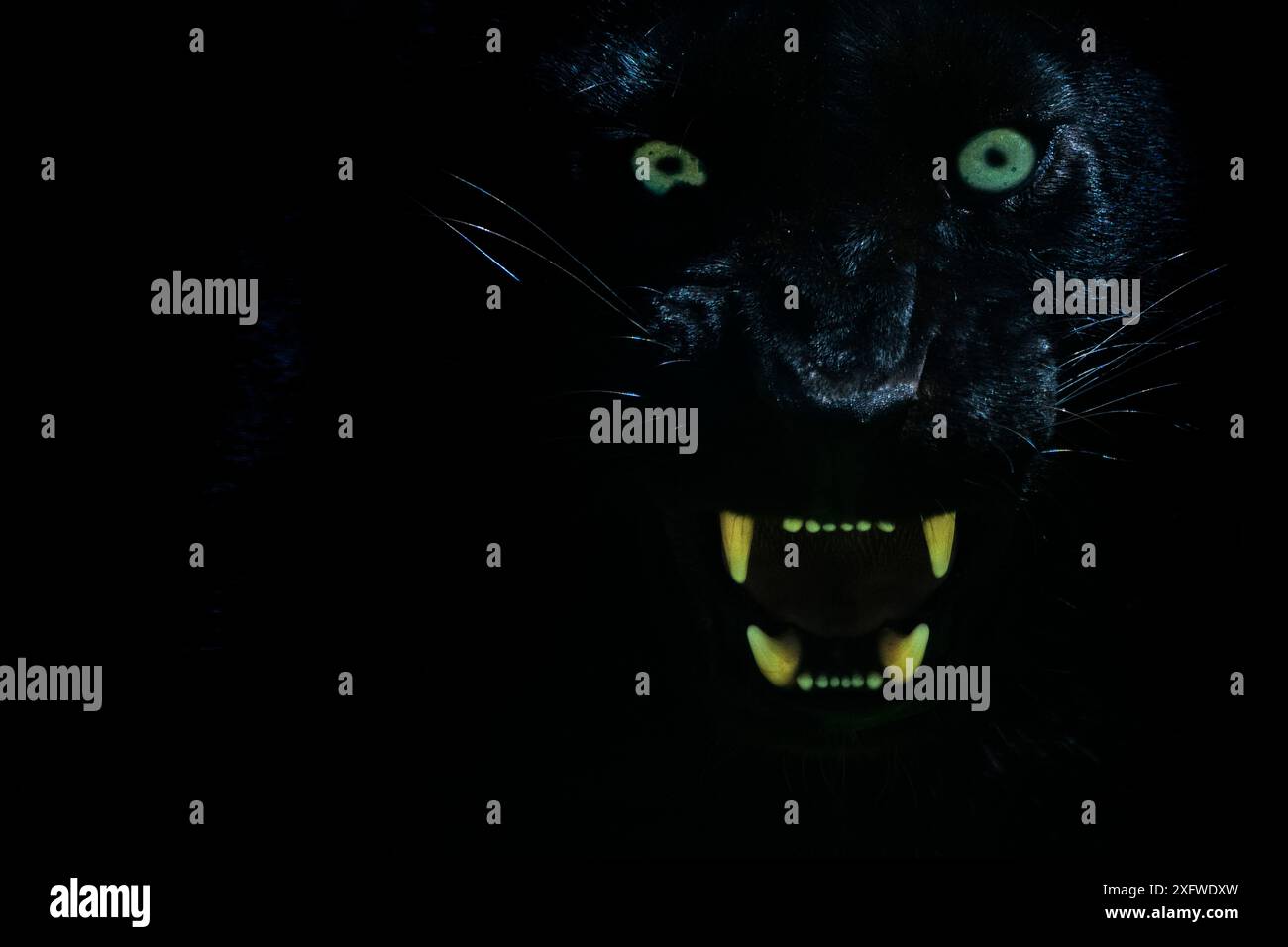 Black panther / melanistic Leopard (Panthera pardus) baring teeth ...