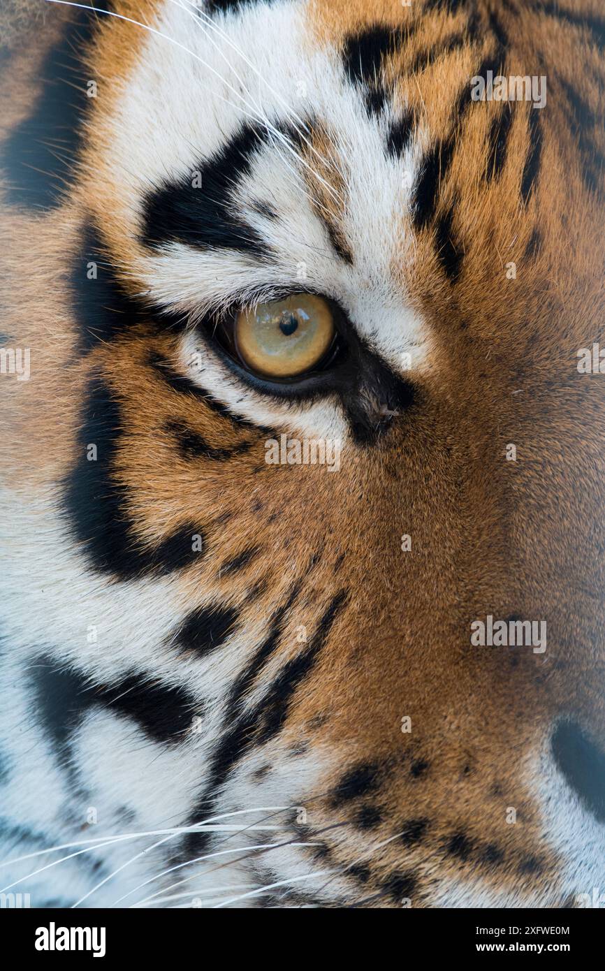 Siberian tiger (Panthera tigris altaica) close up of face, captive ...