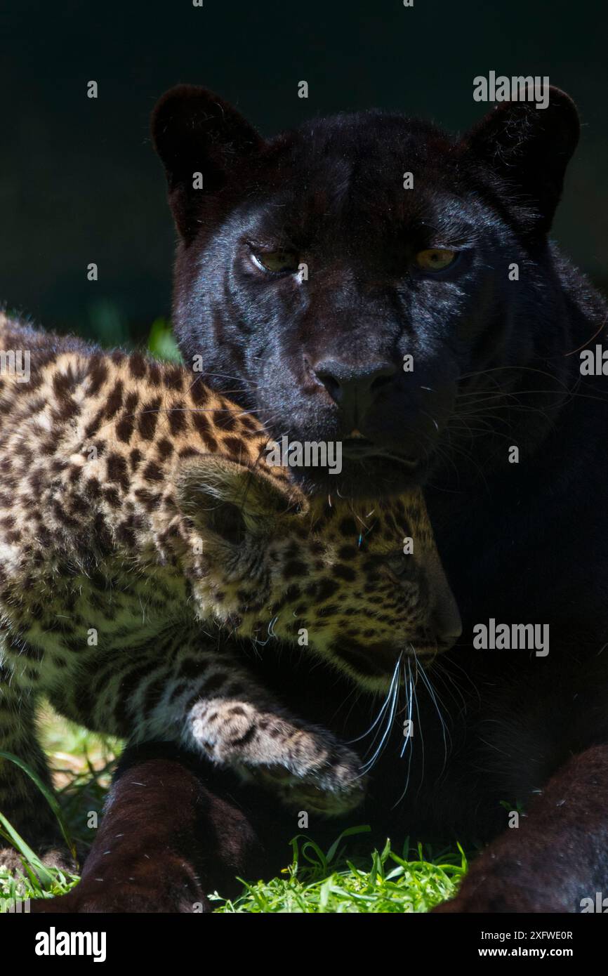 Black panther / melanistic Leopard (Panthera pardus) female with normal ...