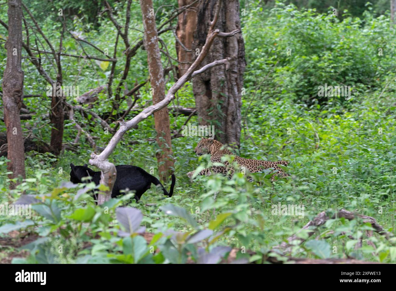 Leopard (Panthera pardus) male chasing away a melanistic leopard ...