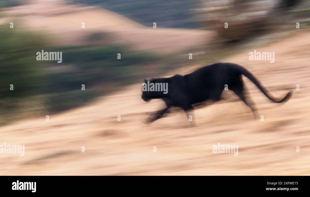 Black panther / melanistic Leopard (Panthera pardus) running, blurred ...