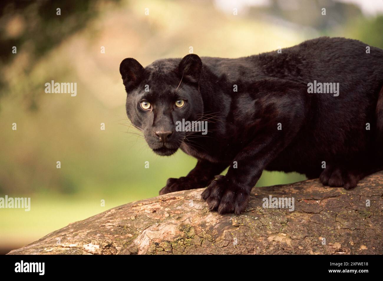 Black panther / melanistic Leopard (Panthera pardus) on log, captive ...