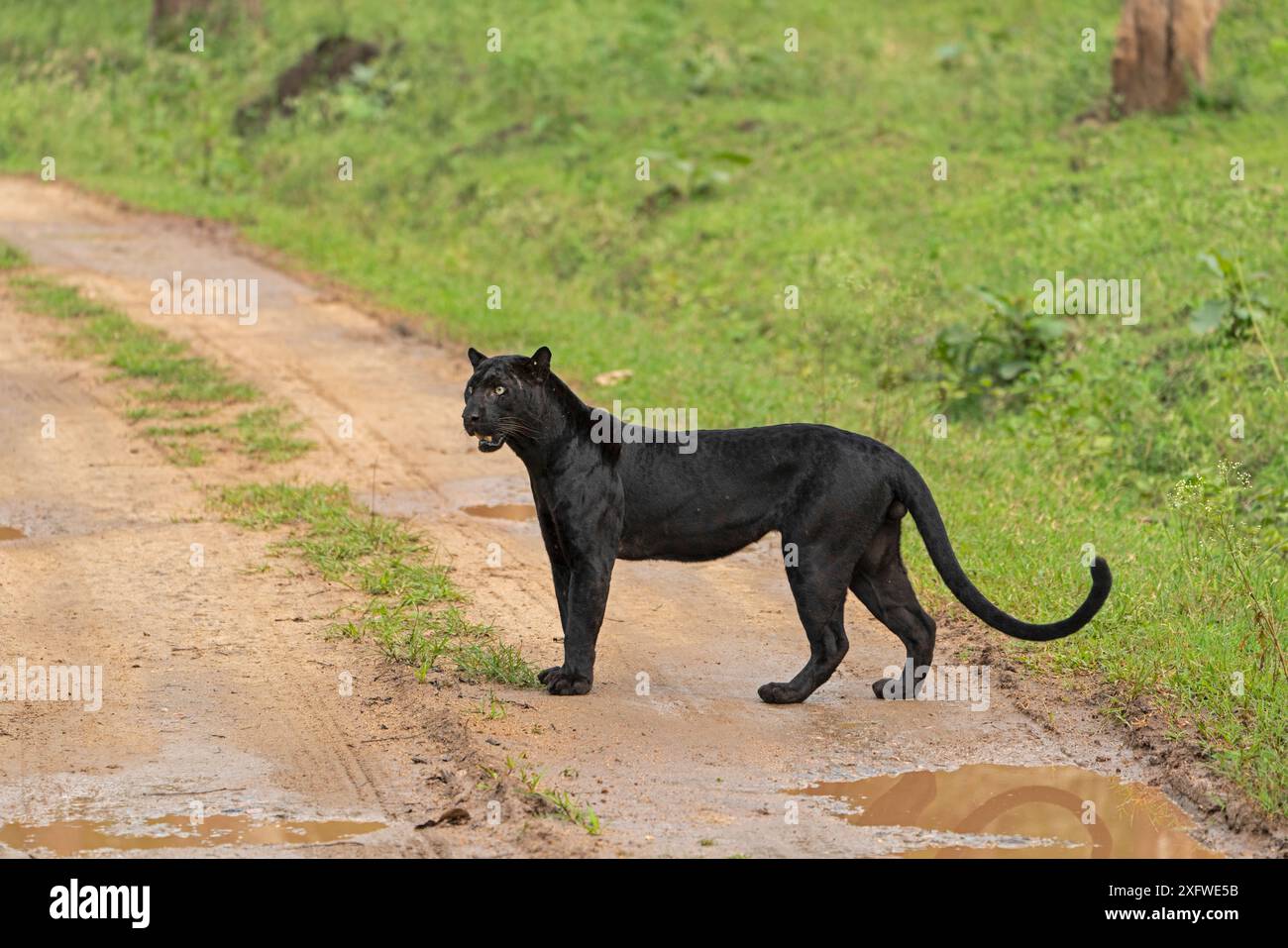 Melanistic leopard / Black panther (Panthera pardus) on territorial ...