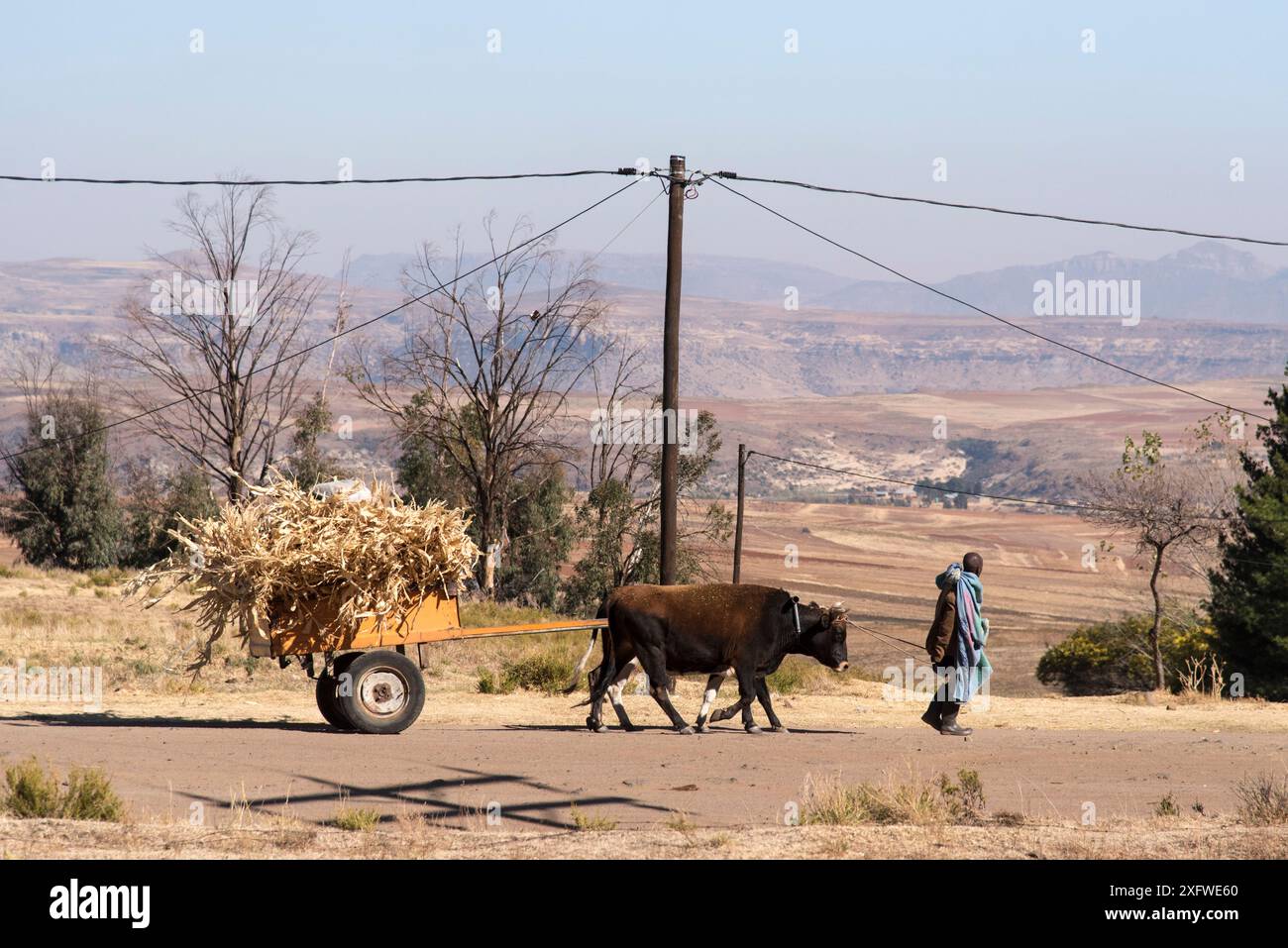Maize chaff hi-res stock photography and images - Alamy