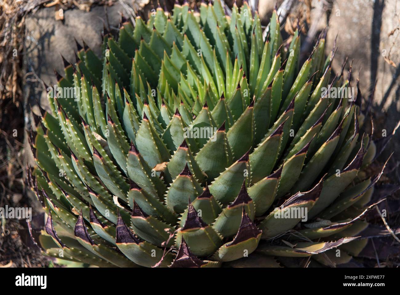 Spiral aloe, (Aloe polyphilla), Lesotho. August Stock Photo - Alamy