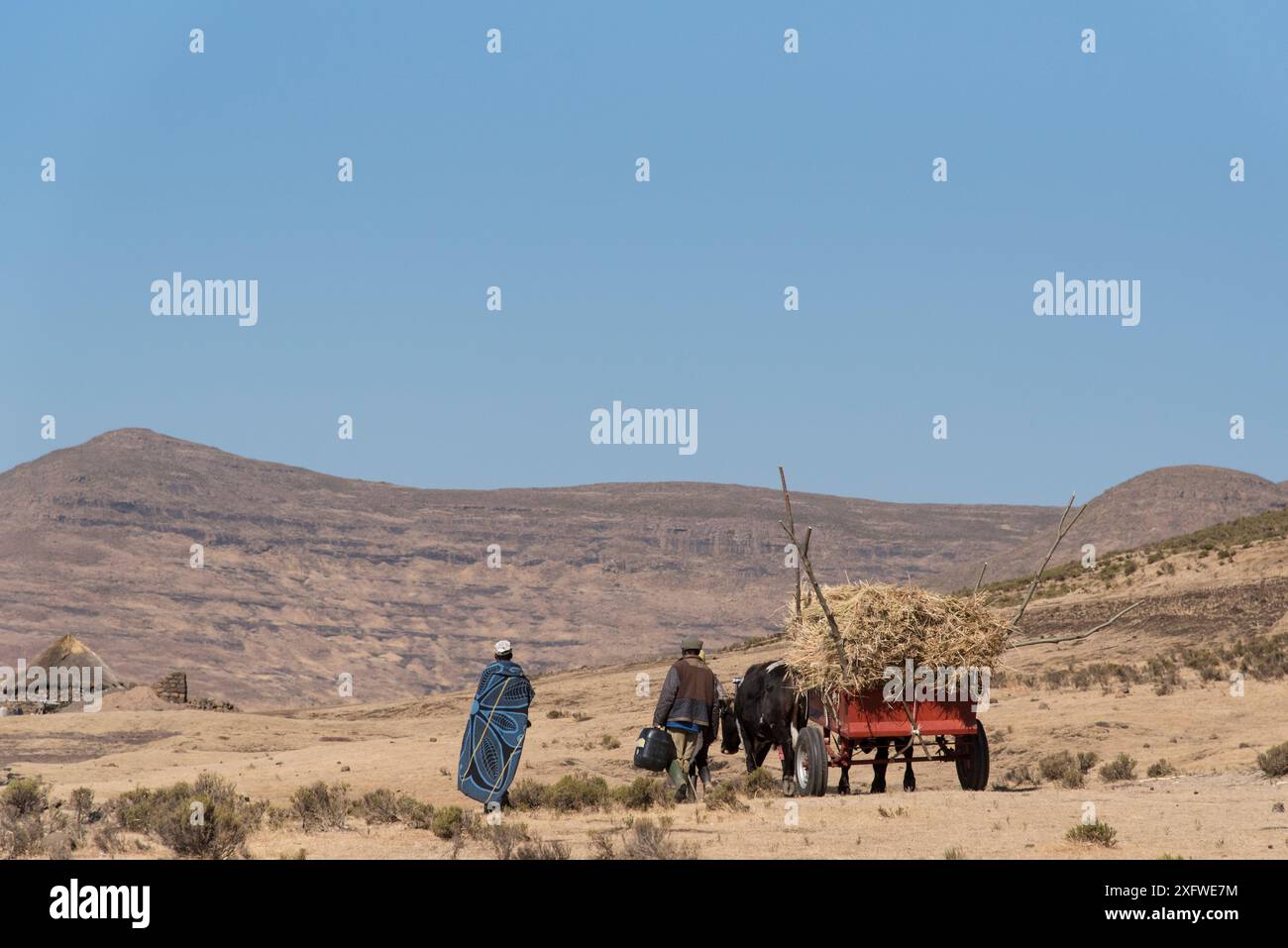 Maize chaff hi-res stock photography and images - Alamy