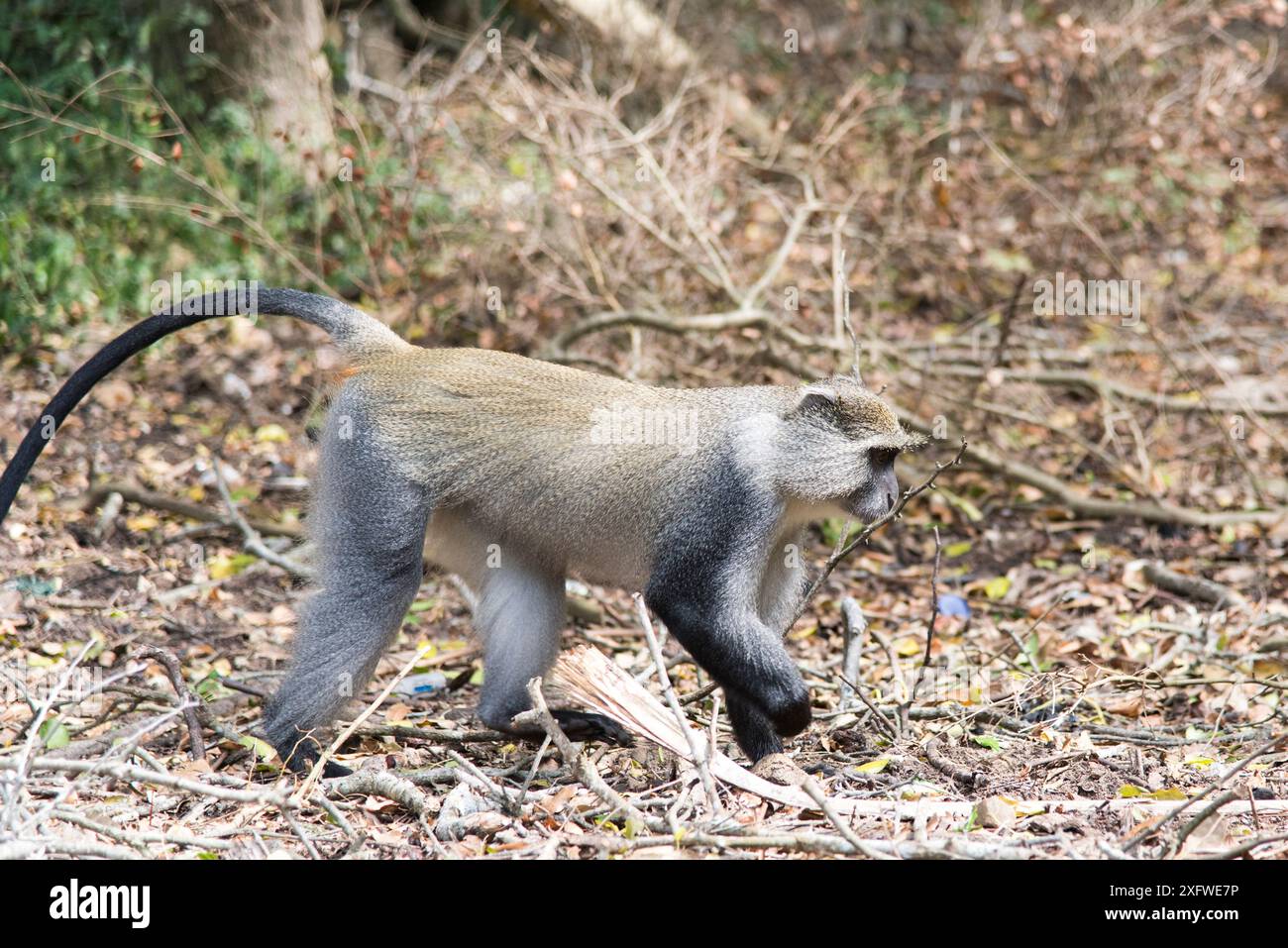 Samango Monkey (Cercopithecus mitis erythrarchus). Cape Vidal ...