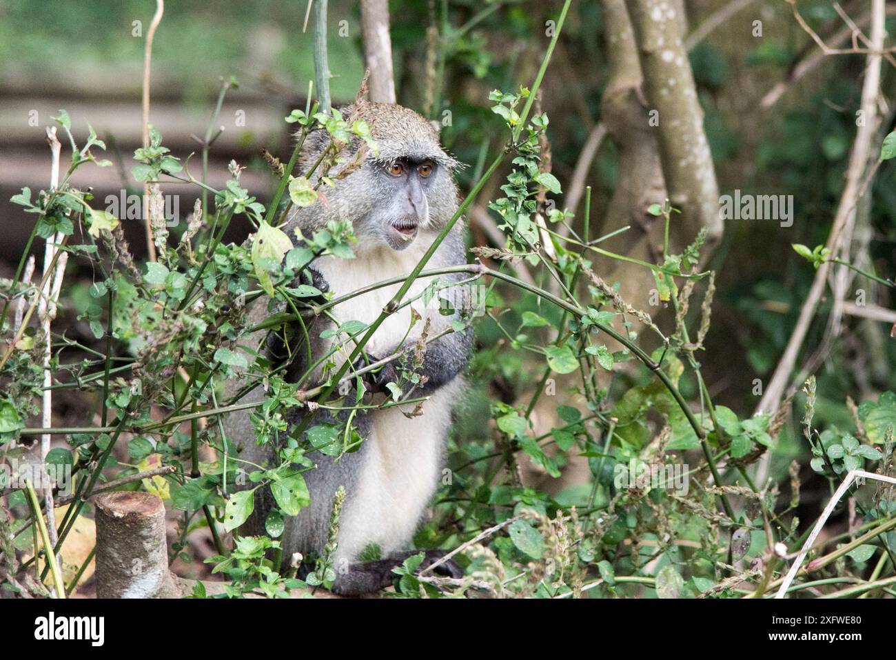 Samango monkey (Cercopithecus mitis erythrarchus) Cape Vidal ...
