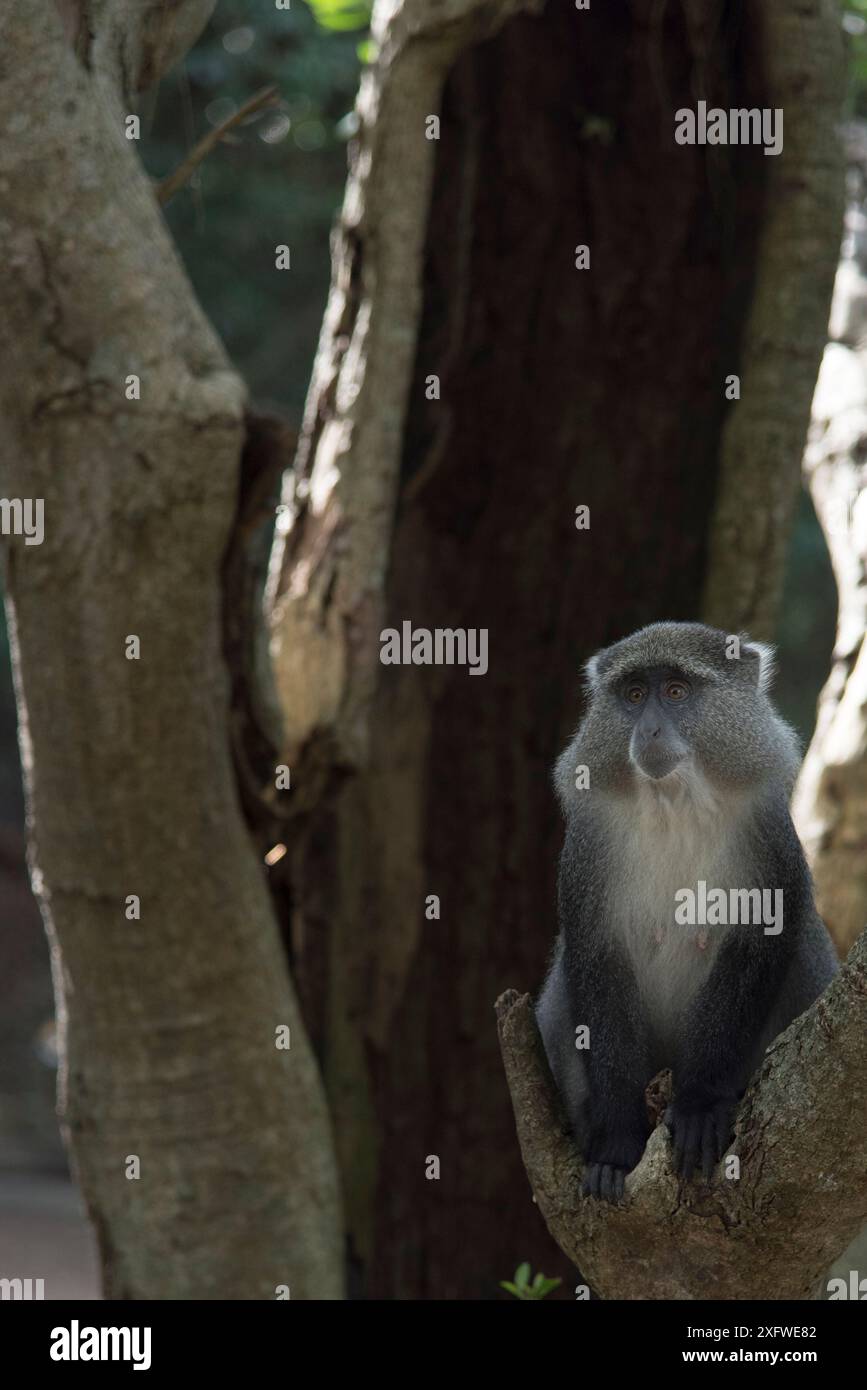 Samango Monkey (Cercopithecus mitis erythrarchus) Cape Vidal ...