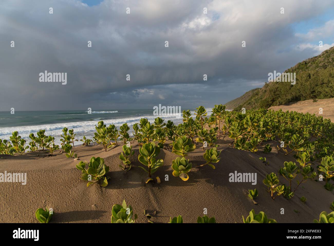Dunes with Ink / Beach berry (Scaevola plumieri) Cape Vidal ...