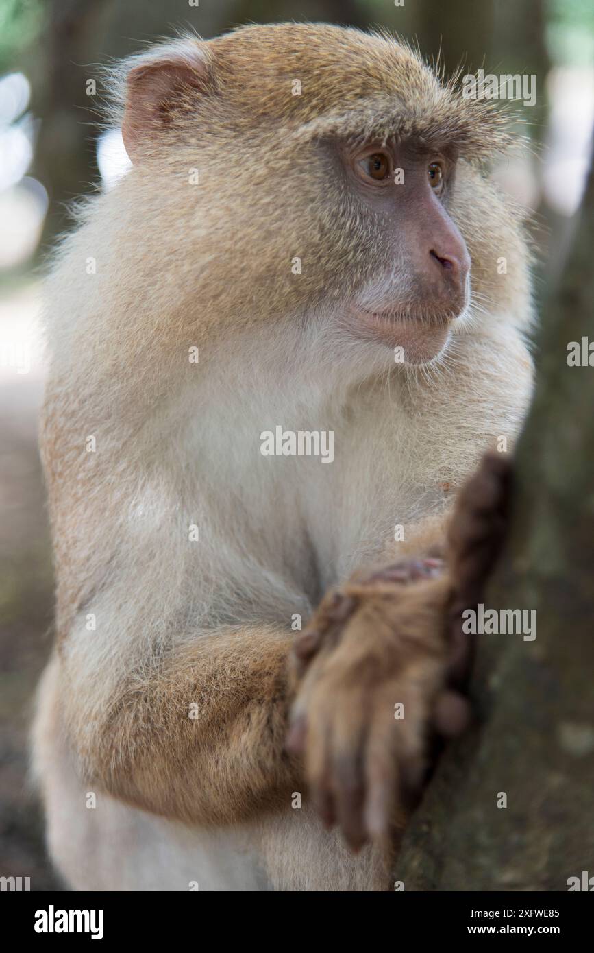 Albino monkey hi-res stock photography and images - Alamy