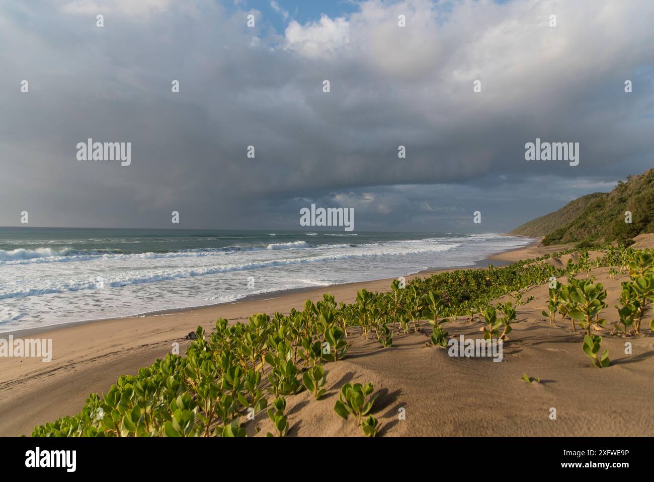 Dunes with Ink / Beach berry (Scaevola plumieri) Cape Vidal in ...