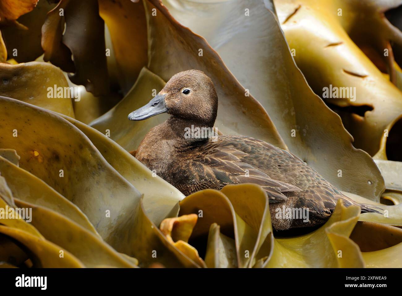 Auckland Island flightless teal (Anas aucklandica) resting in Kelp beds ...