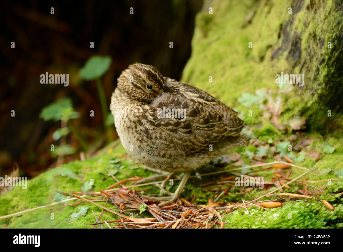 New Zealand Snipe (Coenocorypha aucklandica) this is the Campbell ...