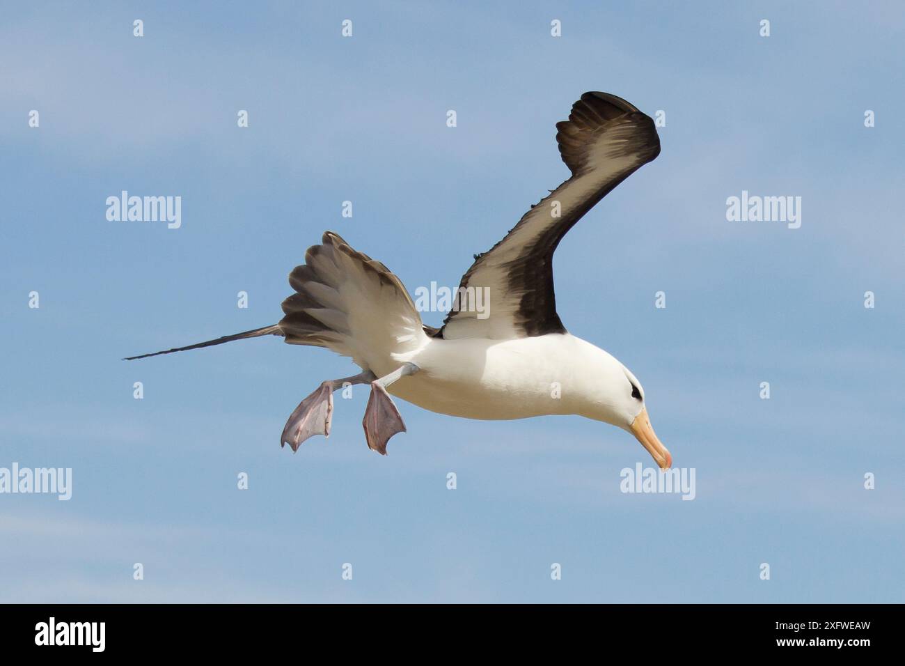 Black-browed albatross (Thalassarche melanophris) flying, landing at ...