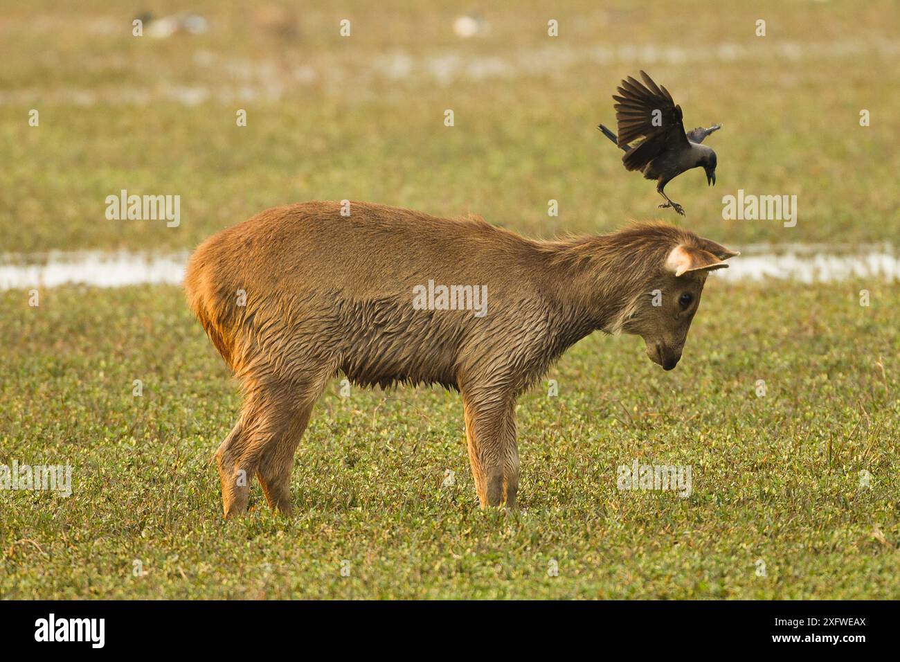 Predator house crow hi-res stock photography and images - Alamy