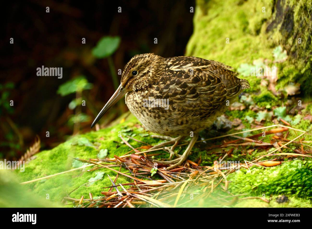 New Zealand snipe (Coenocorypha aucklandica) this is the Campbell ...