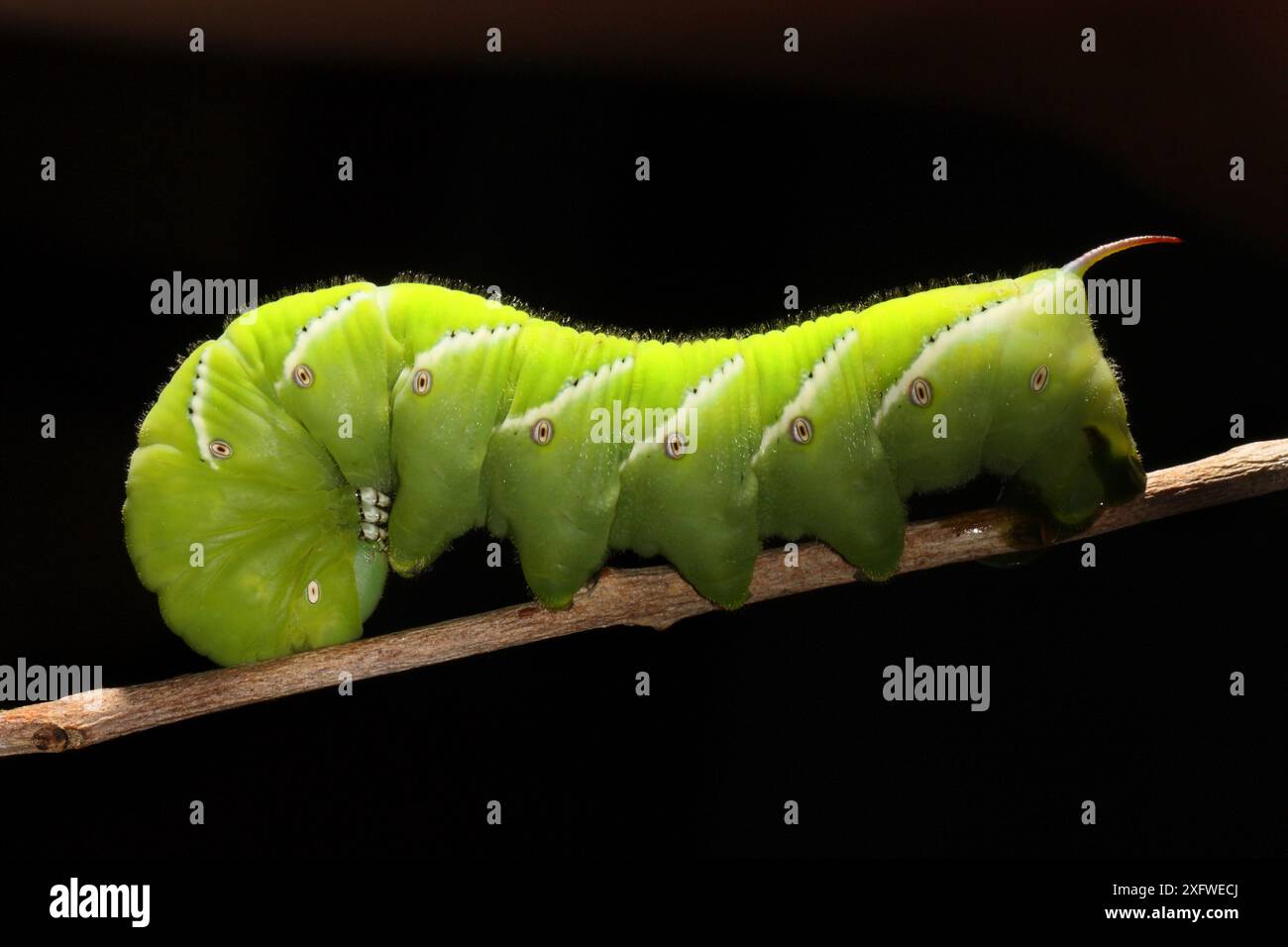 Tobacco hornworm caterpillar (Manduca sexta) Cuba Stock Photo - Alamy