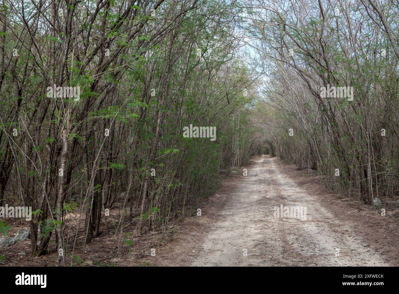 Carribean forests hi-res stock photography and images - Alamy