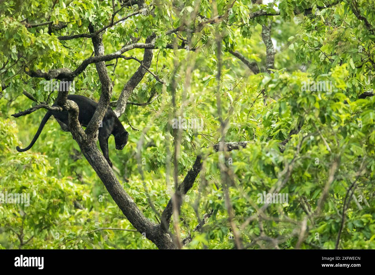 Melanistic Leopard / Black panther (Panthera pardus) male in tree ...