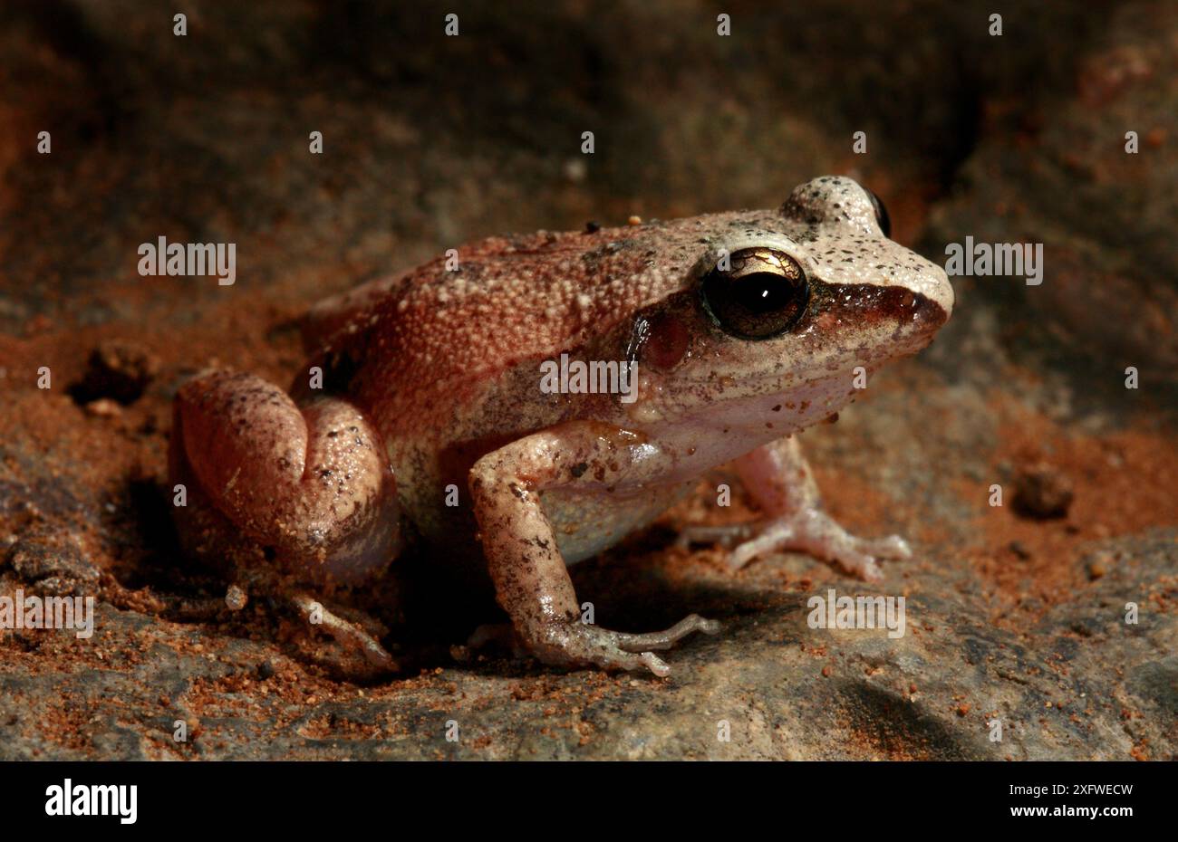 Eleutherodactylus atkinsi hi-res stock photography and images - Alamy