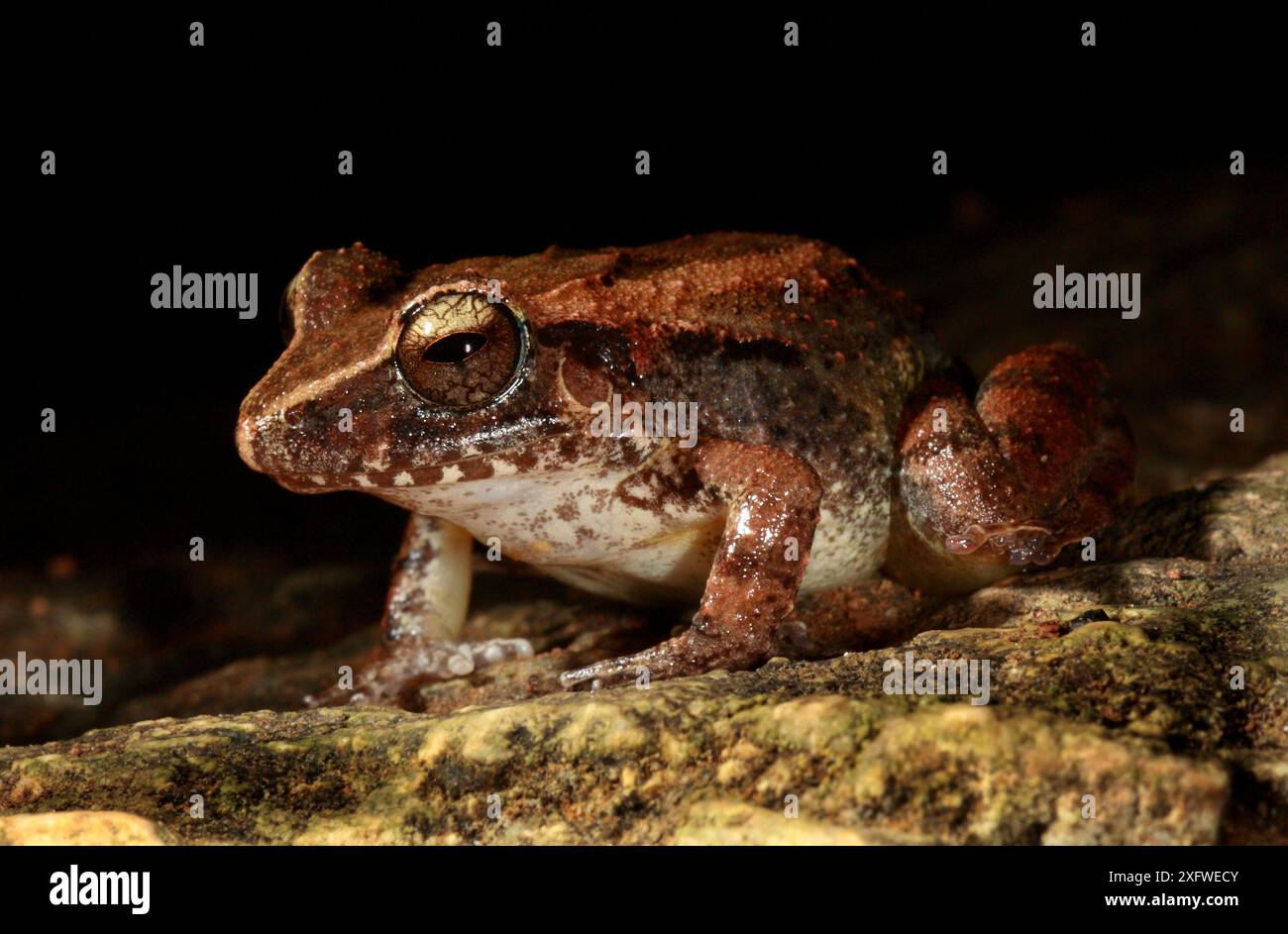 Cuba groin-spot frog (Eleutherodactylus atkinsi) Cuba, Endemic Stock ...