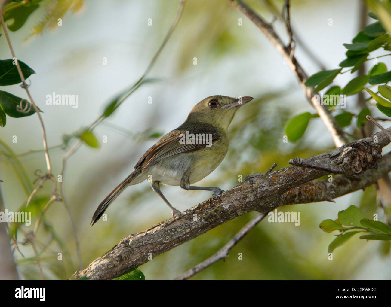 Endemic bird vireo cuba cuban wildlife hi-res stock photography and ...