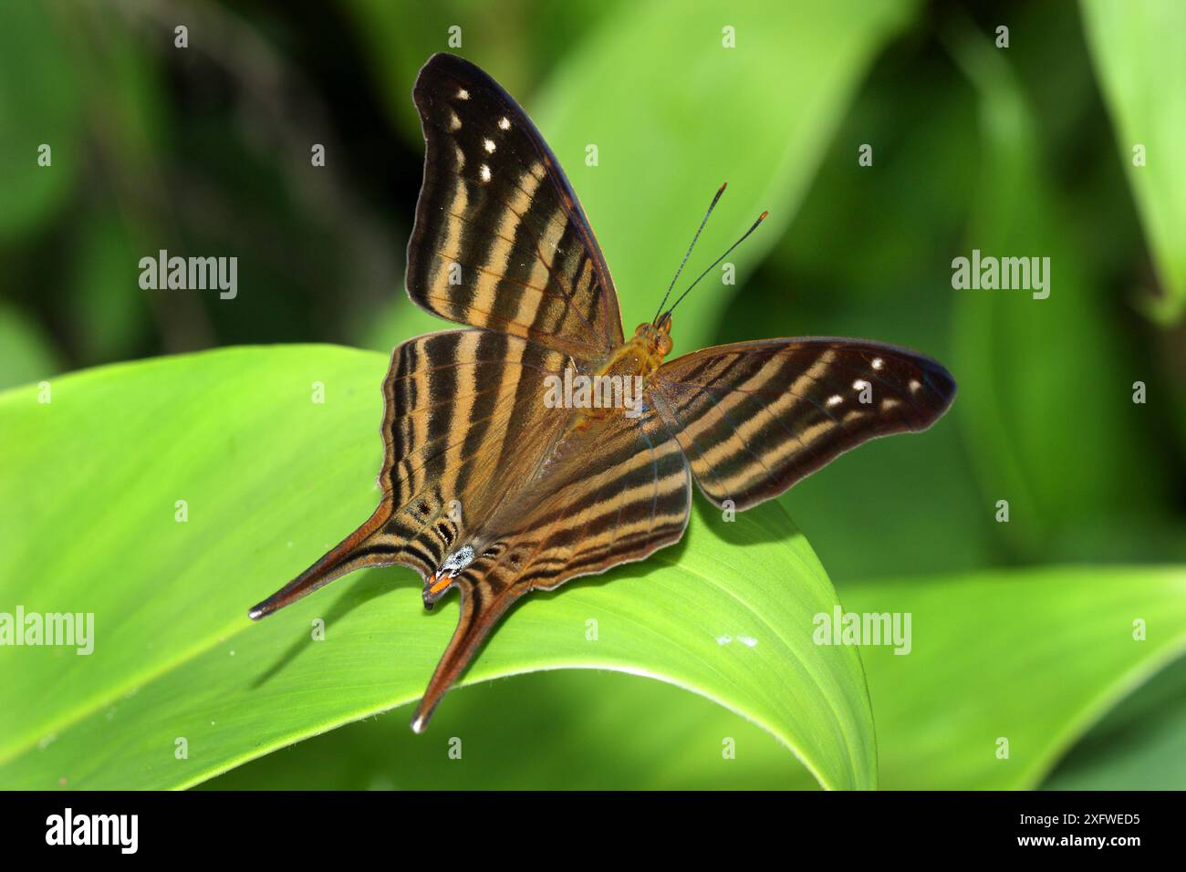 Many banded daggerwing butterfly hi-res stock photography and images ...