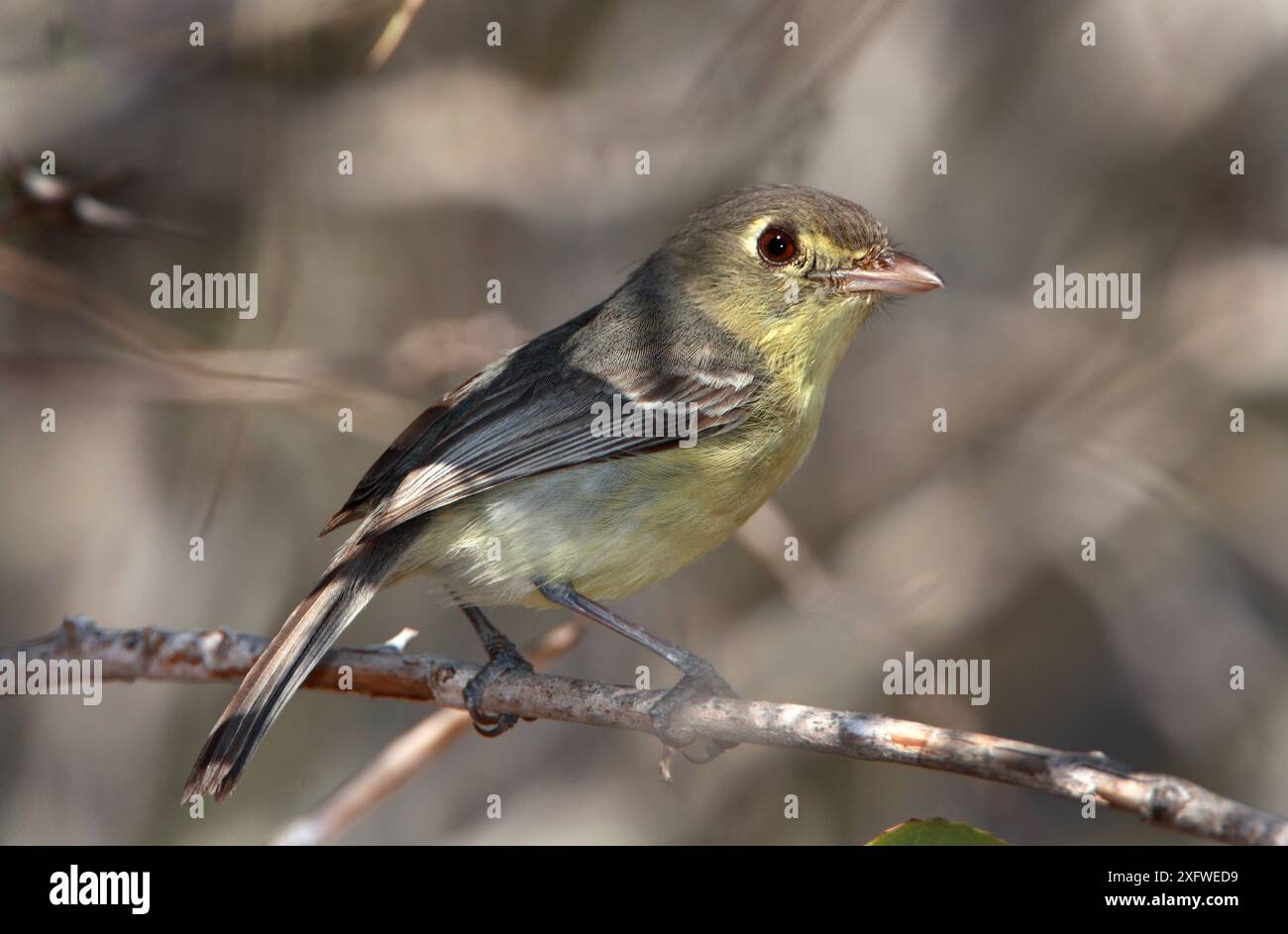 Endemic bird vireo cuba cuban wildlife hi-res stock photography and ...