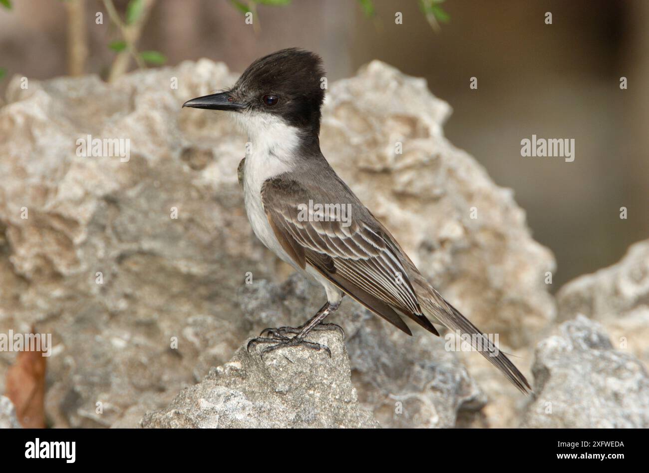 Loggerhead kingbirds hi-res stock photography and images - Alamy