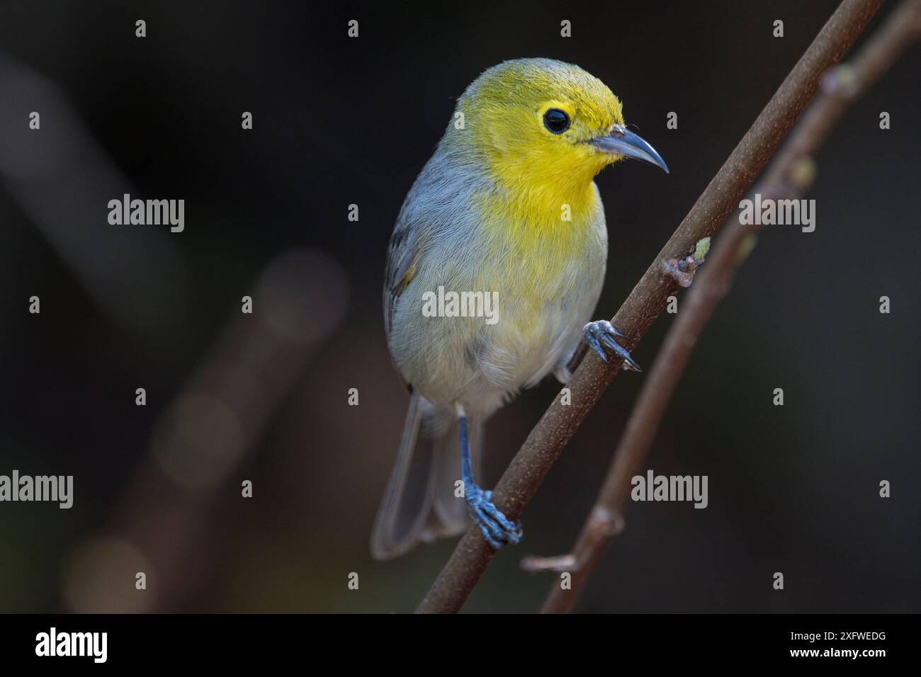 Hybrid warbler, Yellow-headed warbler (Teretistris fernandinae) crossed with Oriente warbler ...