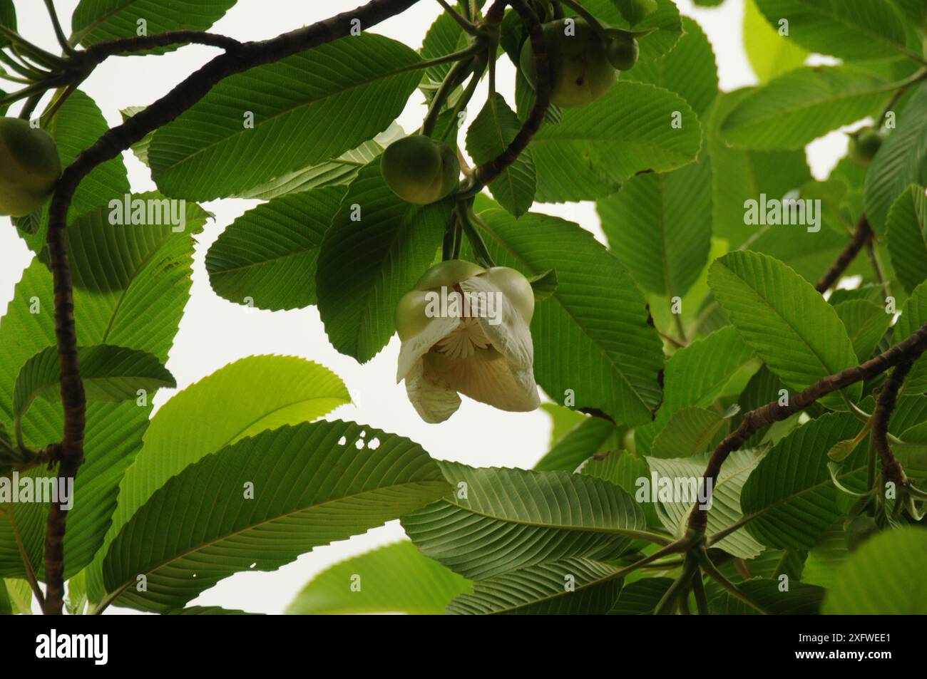 Dillenia indica (scientific name: Dillenia indica) is an Indian plant ...