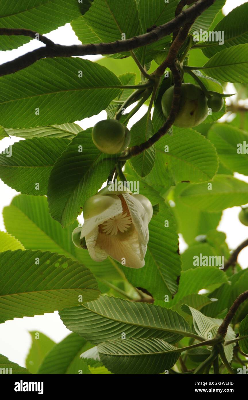 Dillenia indica (scientific name: Dillenia indica) is an Indian plant ...