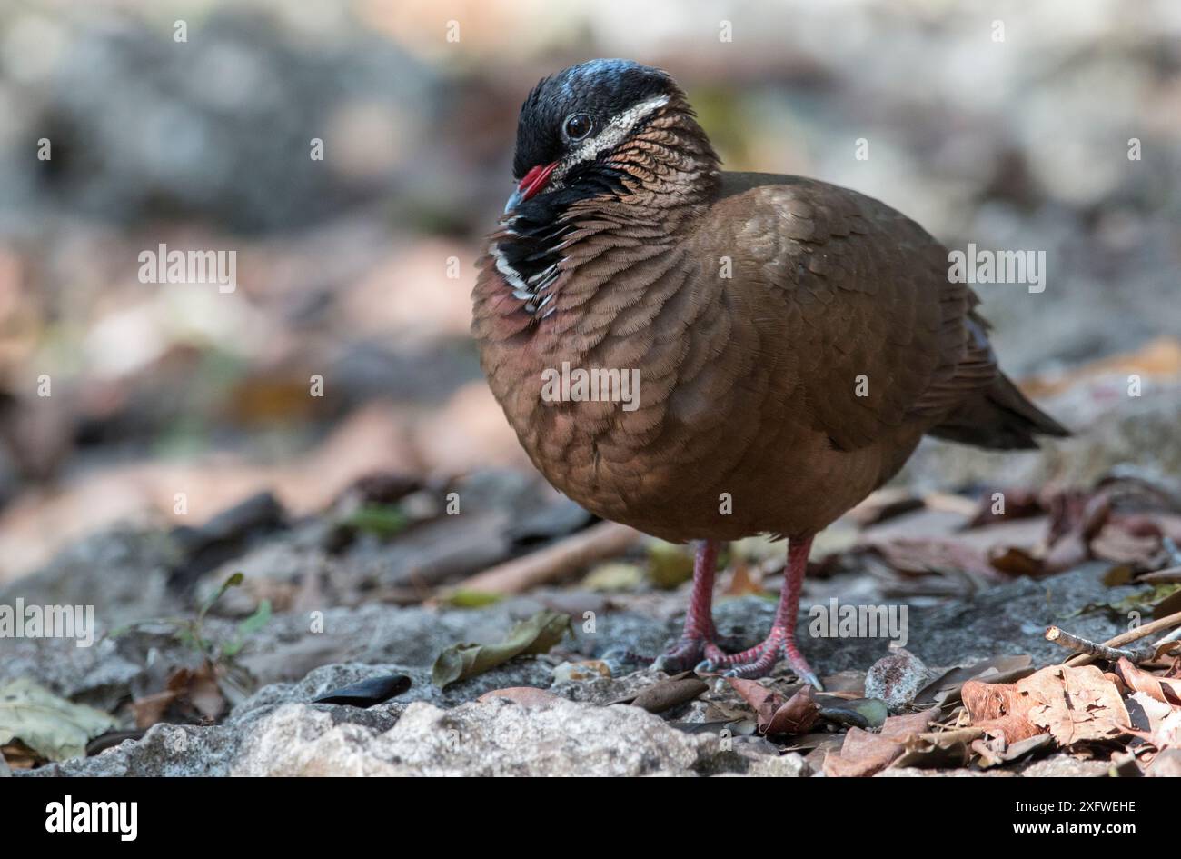 Blue-headed quail-dove (Starnoenas cyanocephala) Cuba. Endangered ...