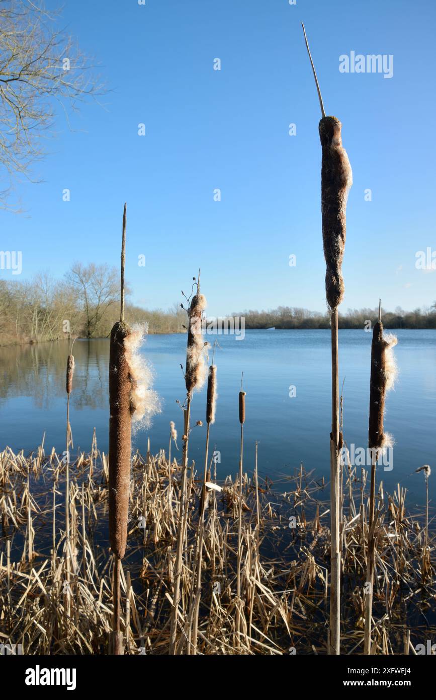Greater Bullrush / Reedmace (Typha latifolia) with seeds emerging in ...