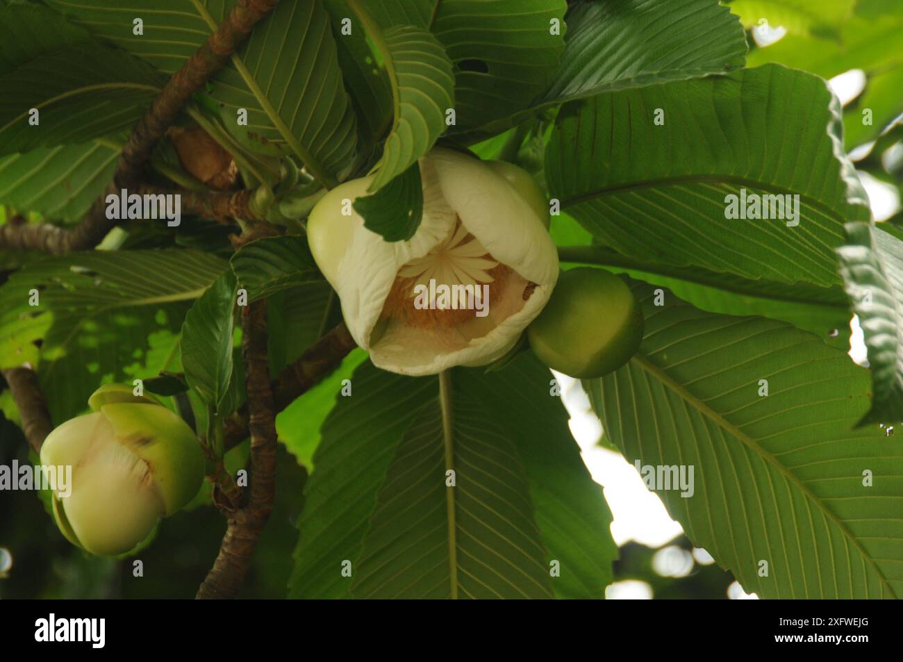 Dillenia indica (scientific name: Dillenia indica) is an Indian plant ...