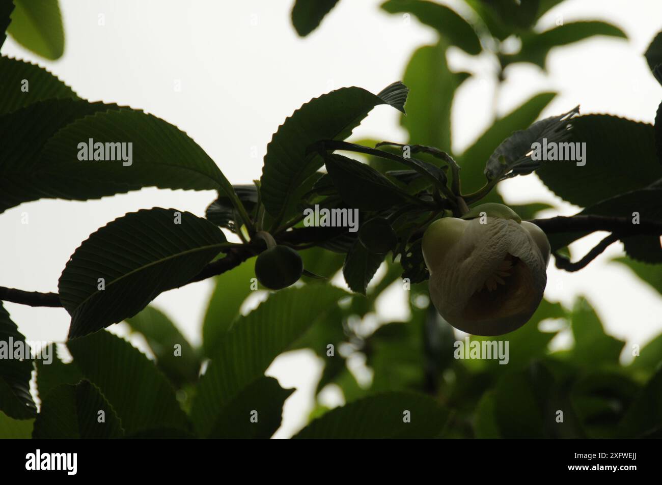 Dillenia indica (scientific name: Dillenia indica) is an Indian plant ...