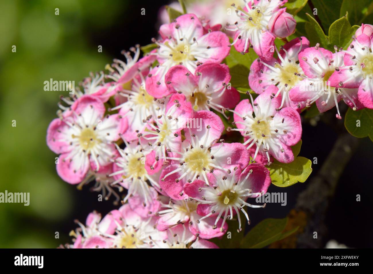 Hawthorn blossom (Crataegus monogyna), pink form, Wiltshire, UK, May ...