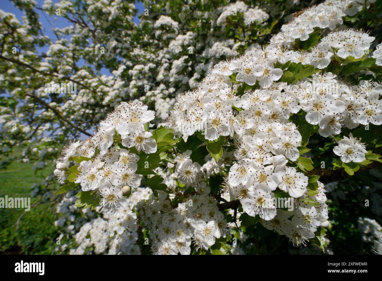 Hawthorn blossom (Crataegus monogyna), Wiltshire, UK, May Stock Photo ...