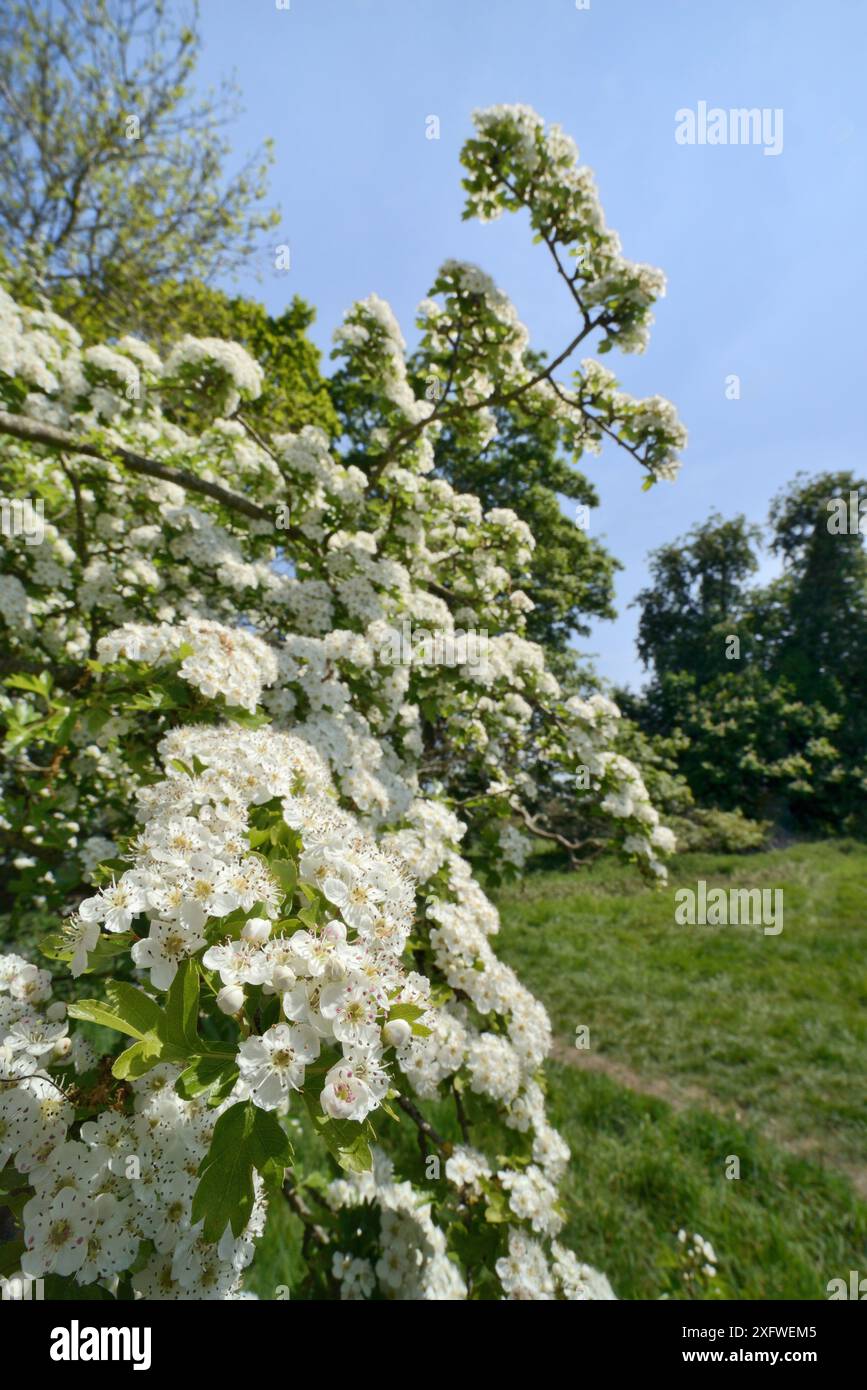 Hawthorn blossom (Crataegus monogyna), Wiltshire, UK, May Stock Photo ...