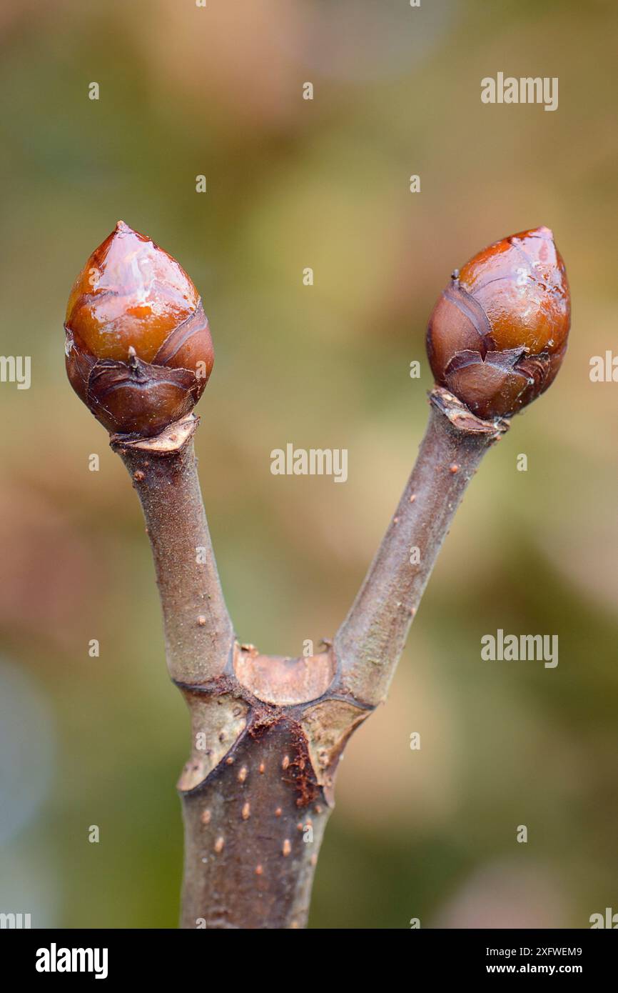 Horse chestnut (Aesculus hippocastanum) sticky buds, Wiltshire, UK ...