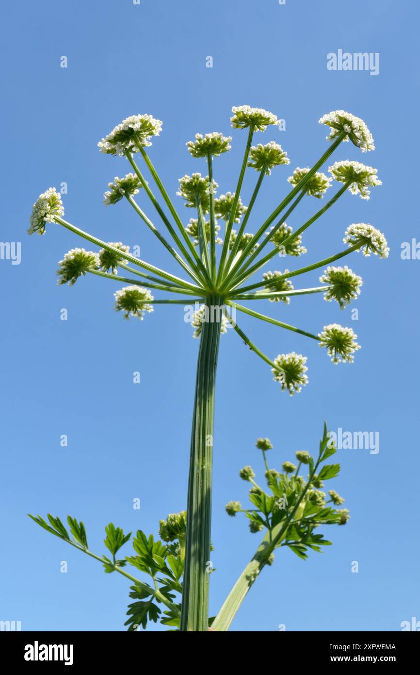 Hemlock waterdropwort hi-res stock photography and images - Alamy