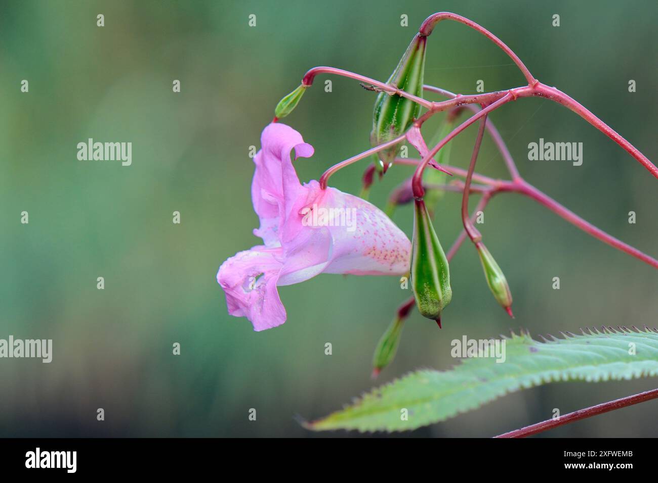 Himalayan balsam (Impatiens glandulifera) flower and seed pods close to ...