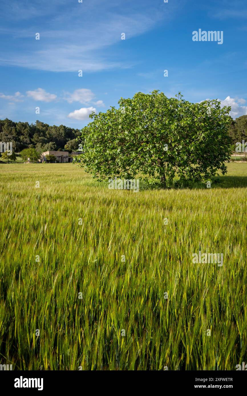 árbol ficus hi-res stock photography and images - Alamy