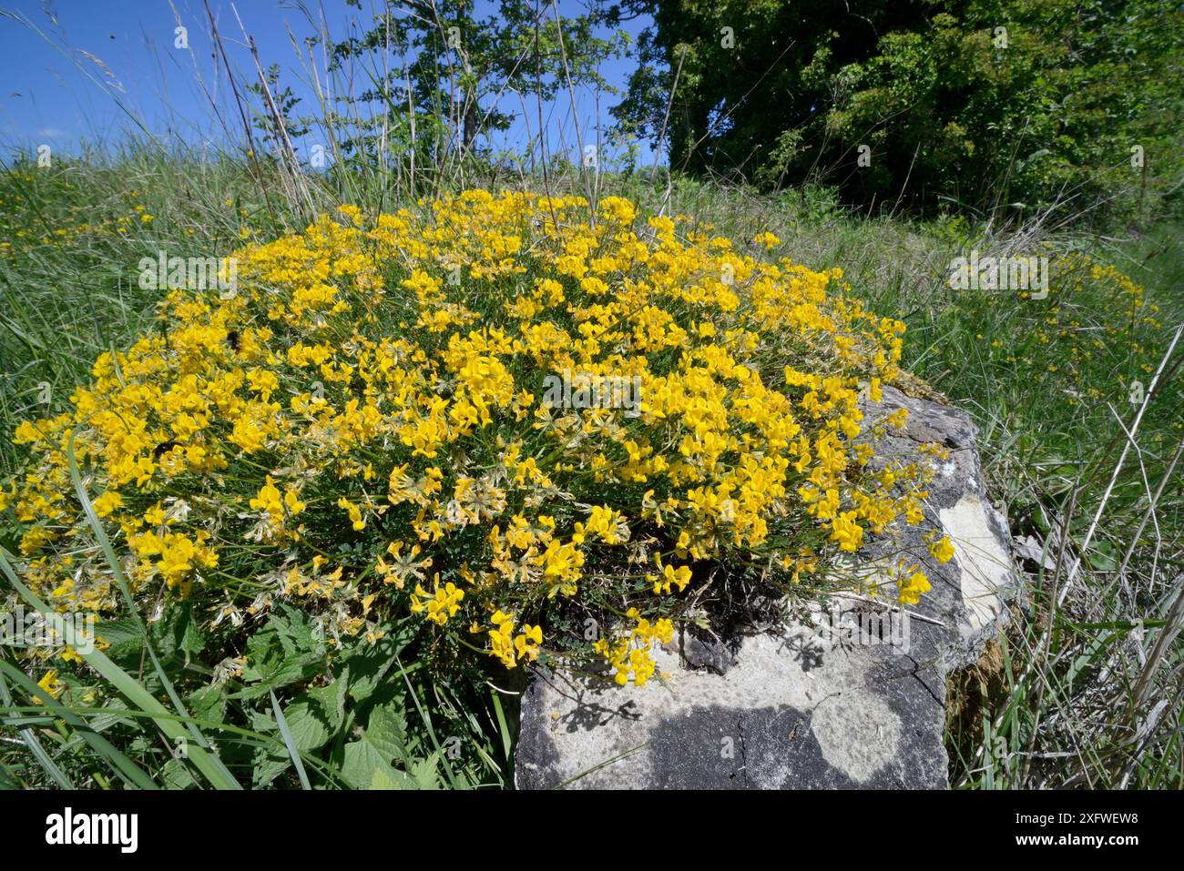 Flowering Horseshoe vetch (Hippocrepus comosa) clump overhanging a ...