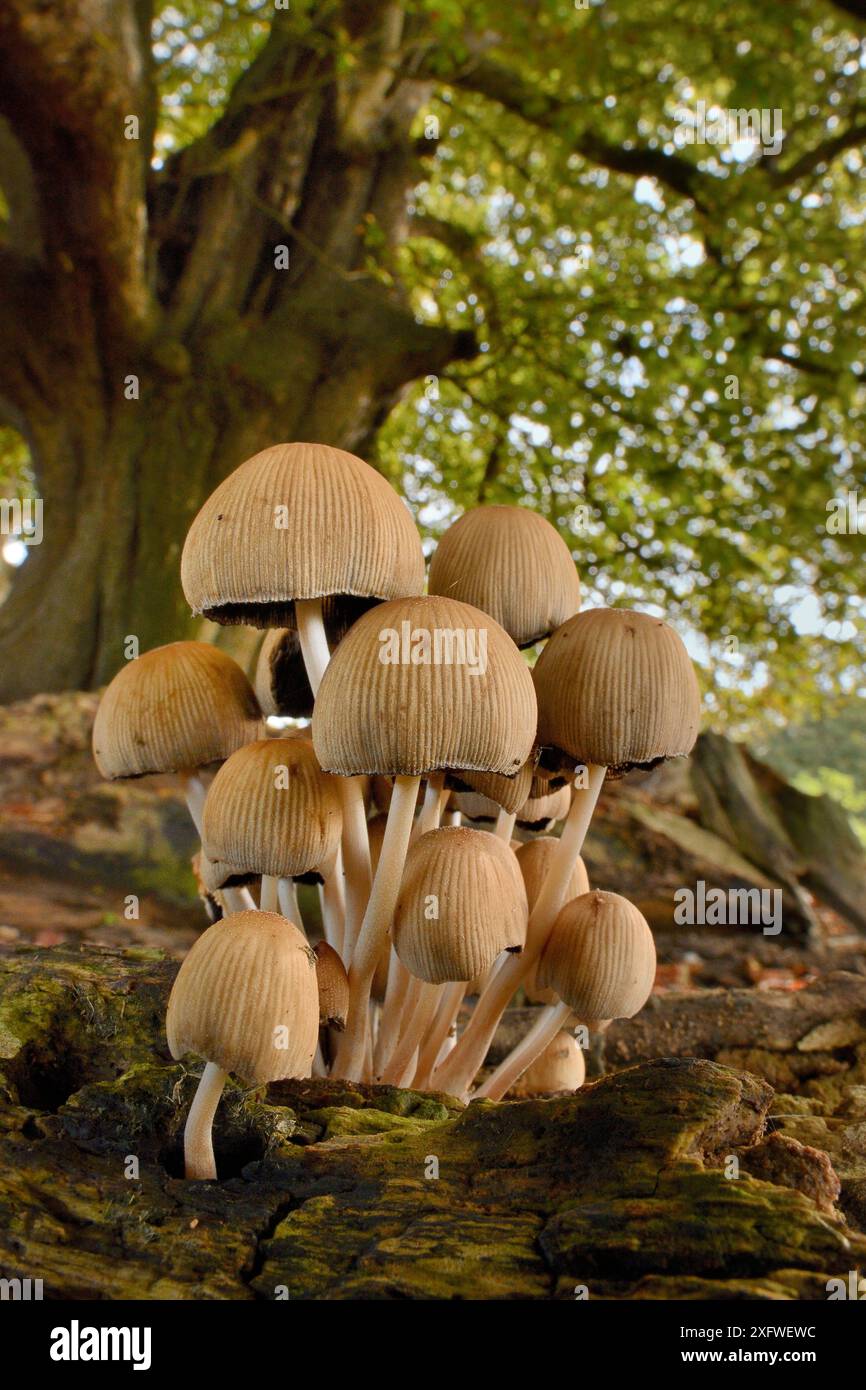 Glistening inkcap (Coprinellus / Coprinus miceus) clump growing on a ...