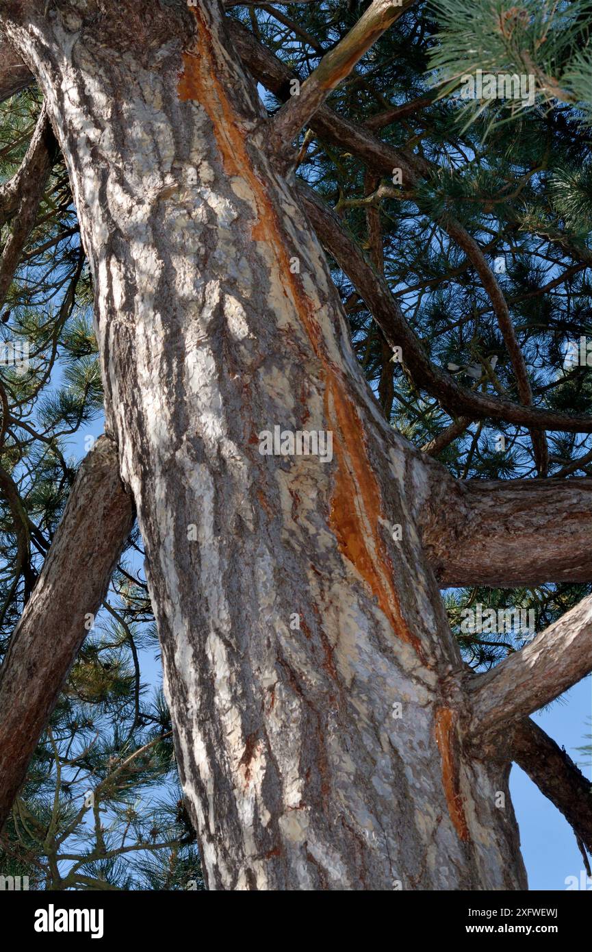 Scots pine (Pinus sylvestris) with vertical scar in the bark from a ...