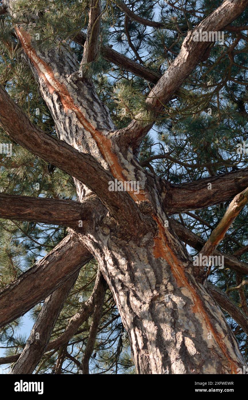 Scots pine (Pinus sylvestris) with scorch mark from a recent lighting ...